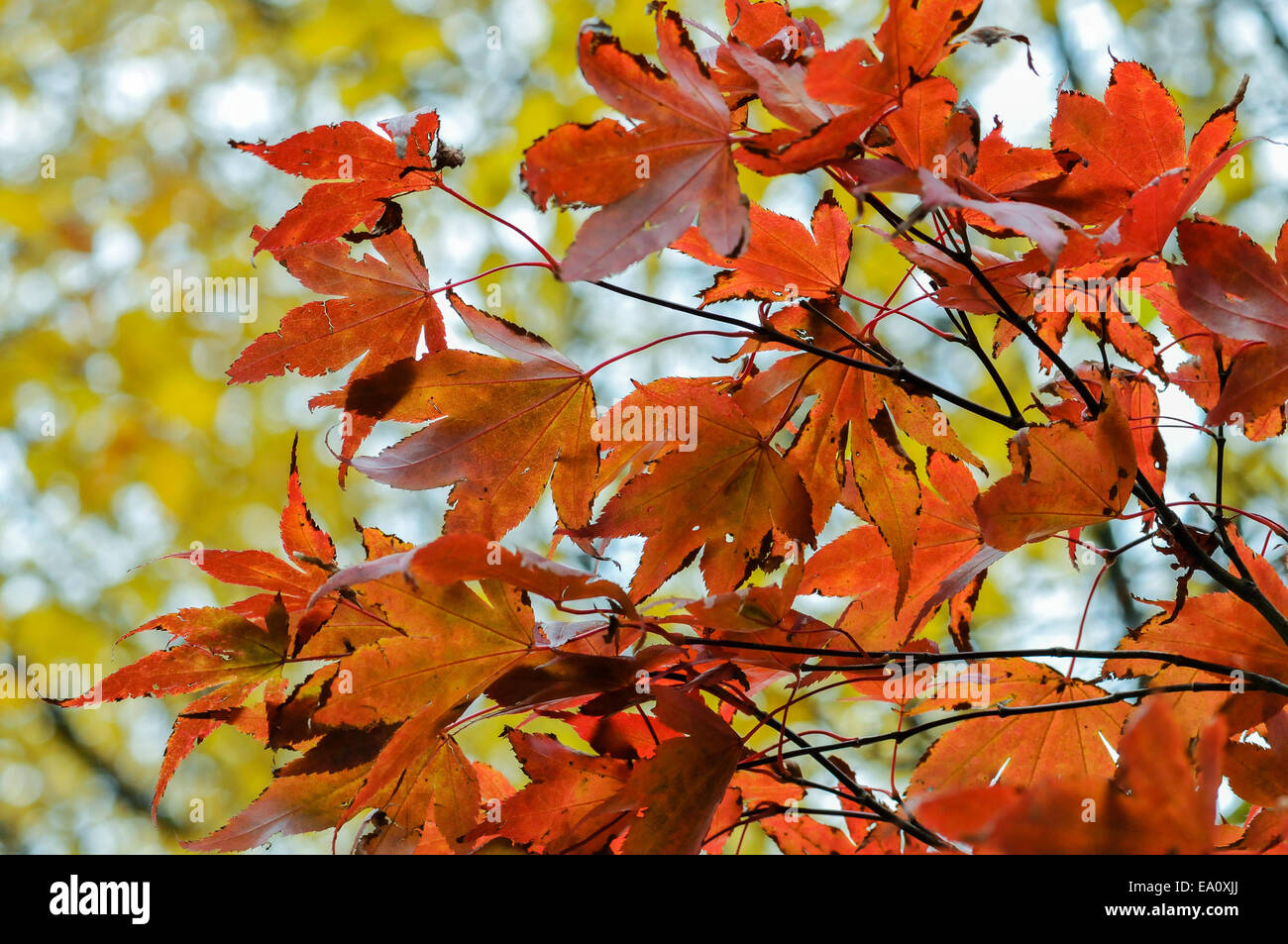 Purple leaf sycamore maple hi-res stock photography and images - Alamy