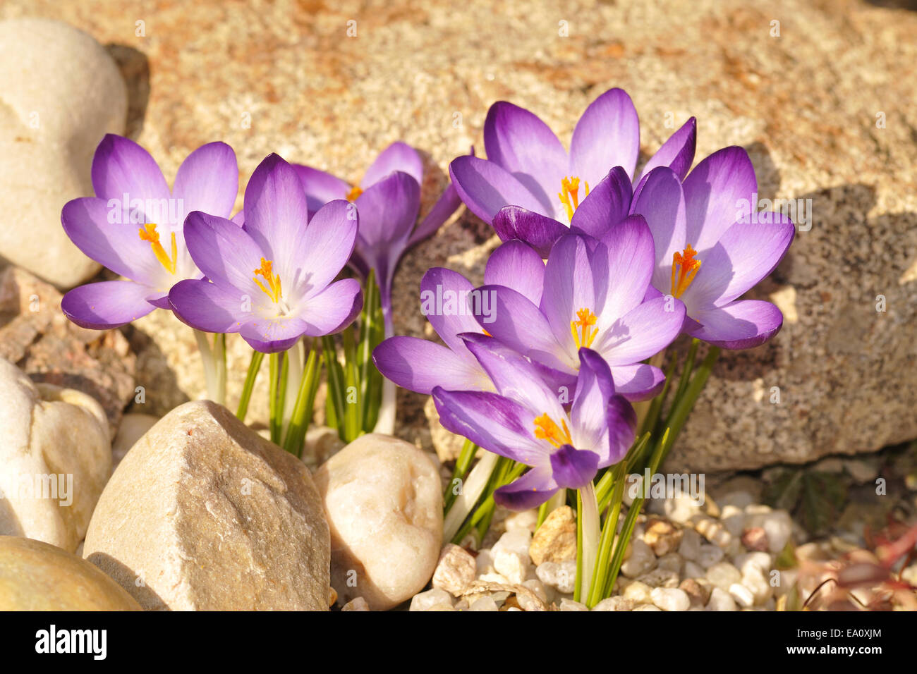Makro krokus hi-res stock photography and images - Alamy