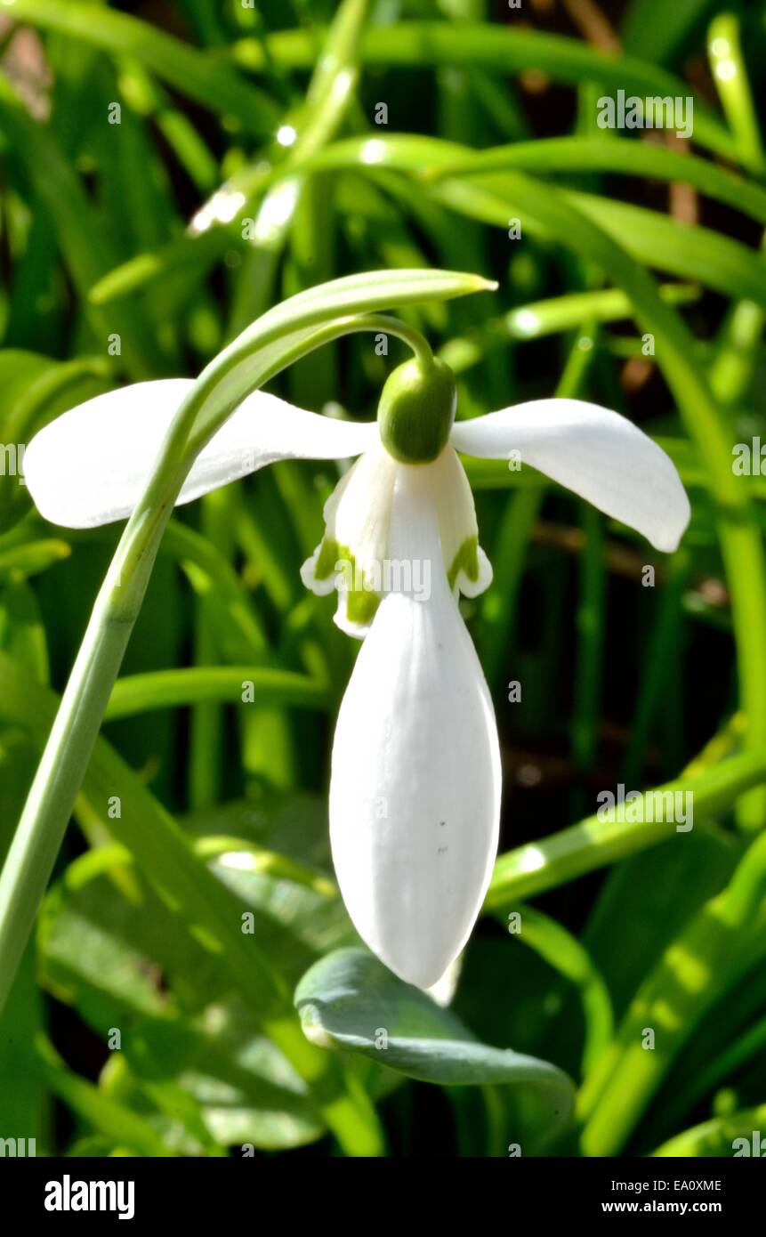 Snow drop background hi-res stock photography and images - Alamy