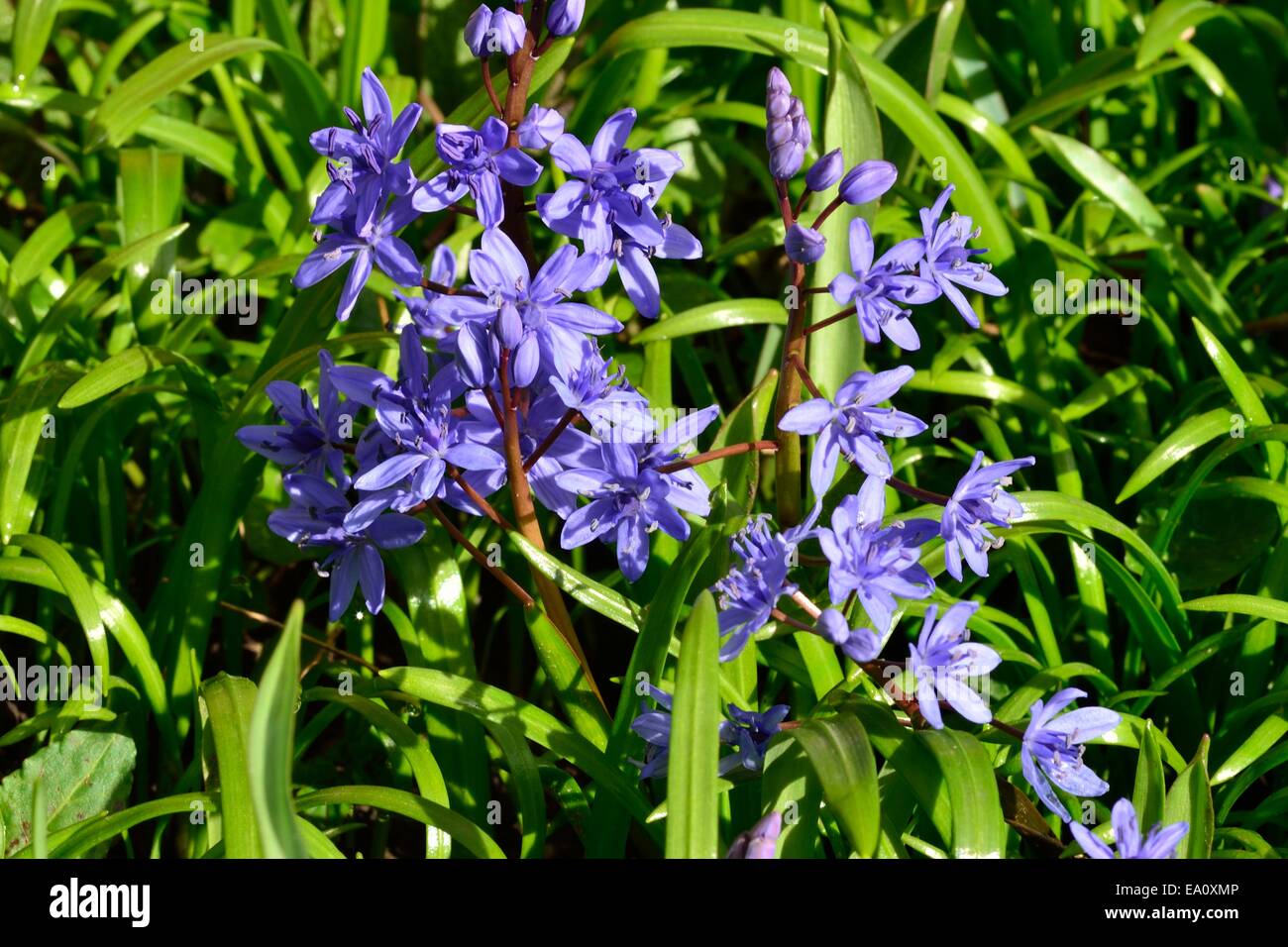 Blue flowers in spring Stock Photo - Alamy