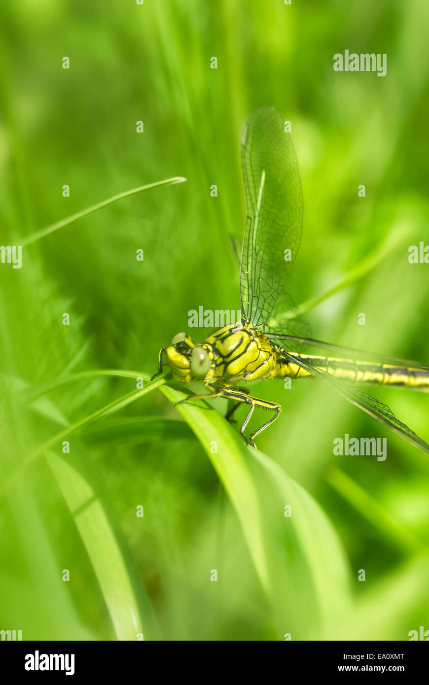 Dragonfly color hi-res stock photography and images - Alamy
