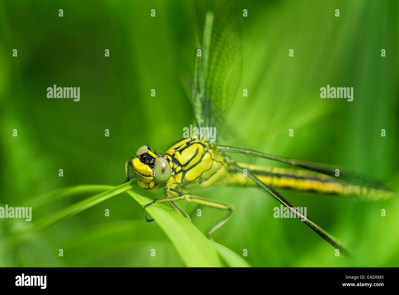 Damsel dragonfly hi-res stock photography and images - Alamy
