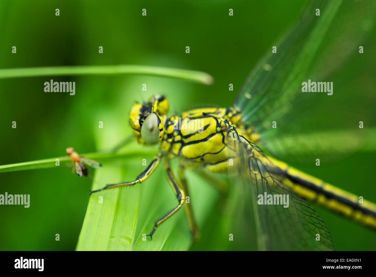 Dragonfly yellow hi-res stock photography and images - Alamy