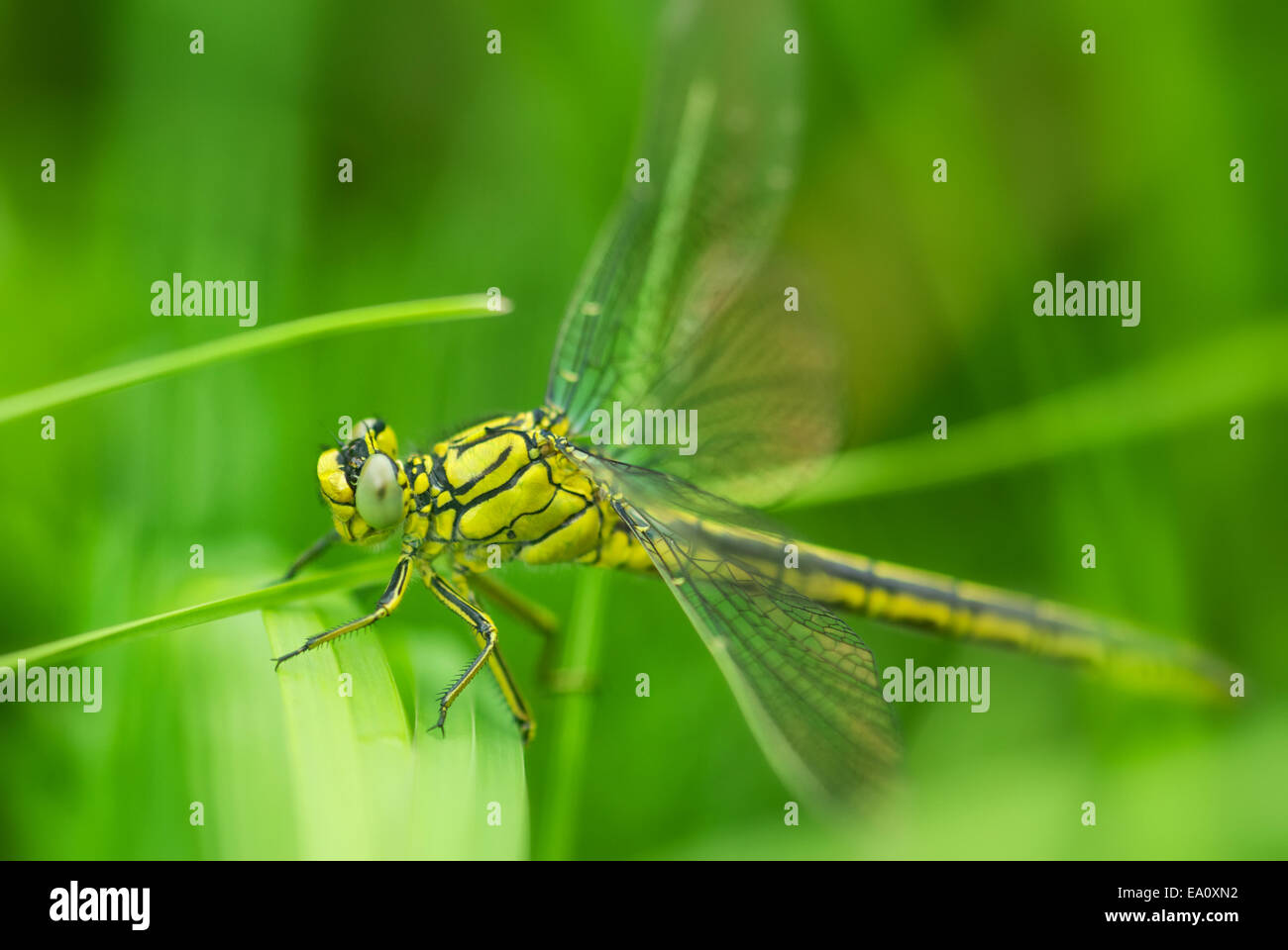 Small pincertail dragonfly hi-res stock photography and images - Alamy