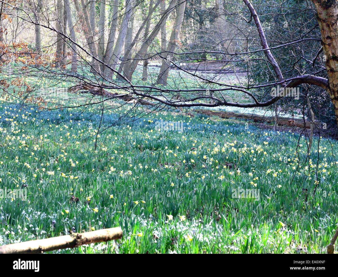 forest spring flowers Stock Photo - Alamy
