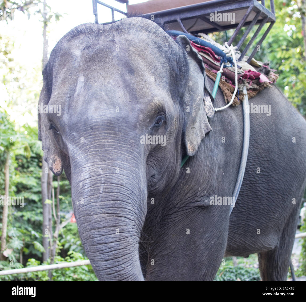 Elephant saddle hi-res stock photography and images - Alamy