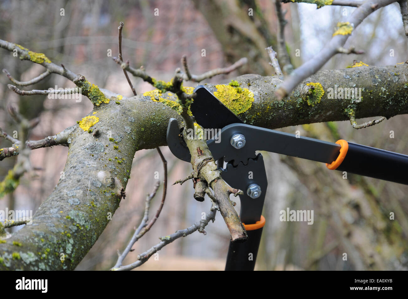 Apple tree pruning Stock Photo - Alamy
