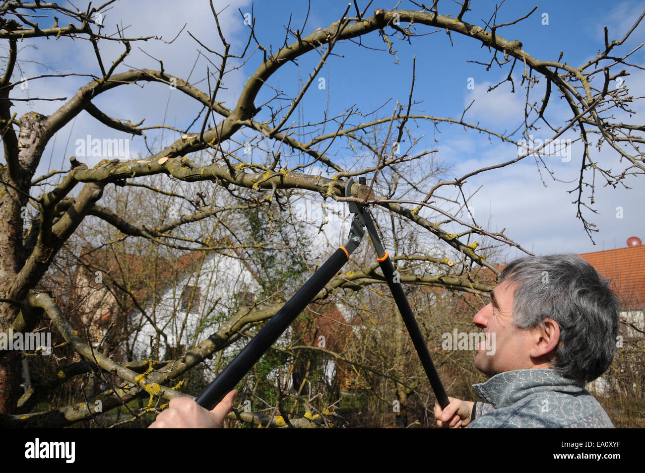 Apple tree pruning Stock Photo - Alamy