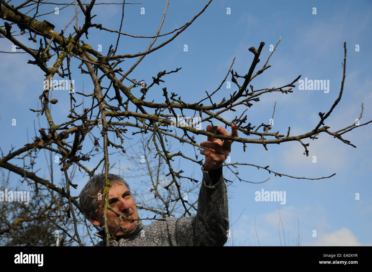 Apple tree pruning Stock Photo - Alamy