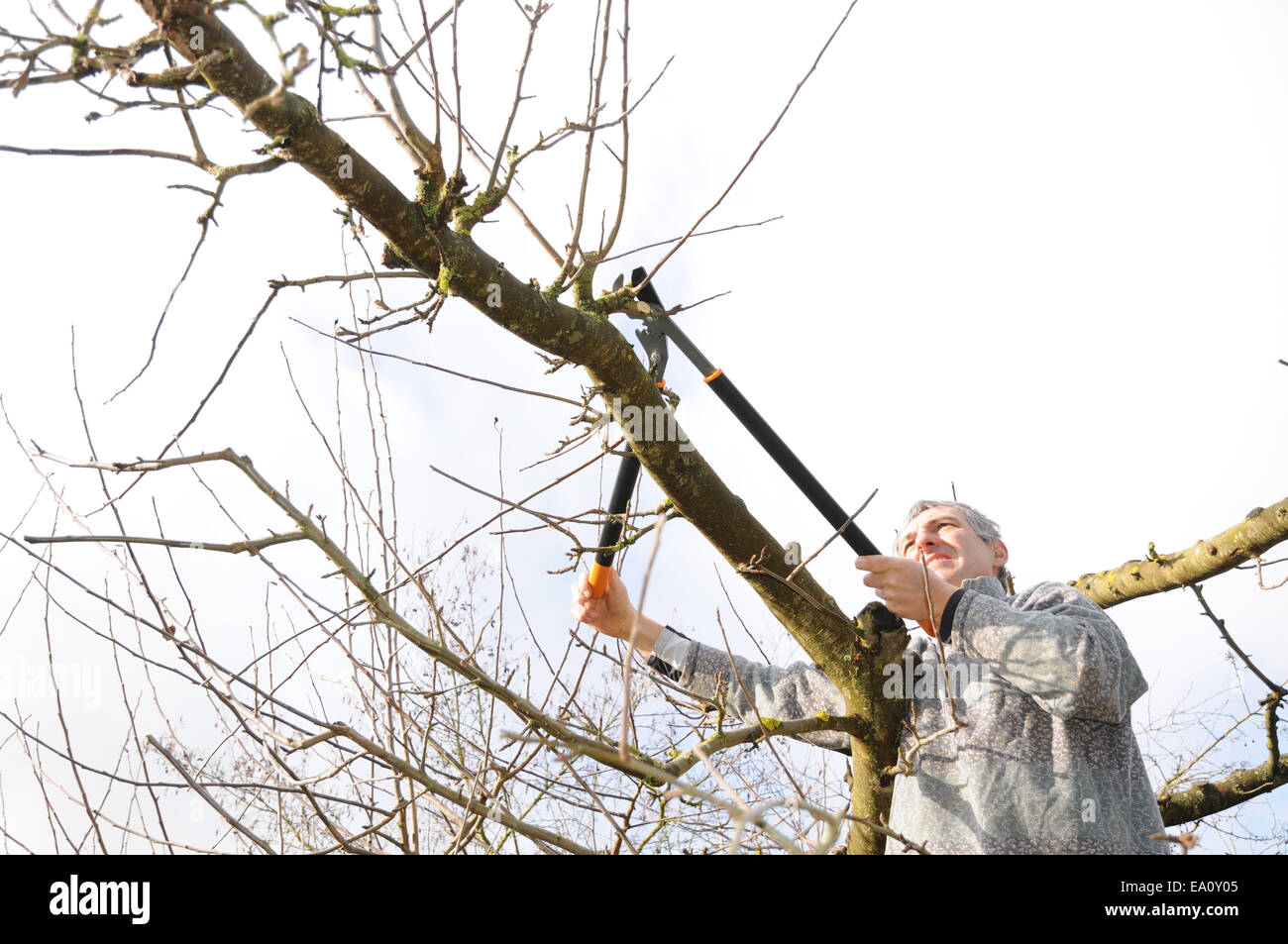 Apple pruning hi-res stock photography and images - Alamy