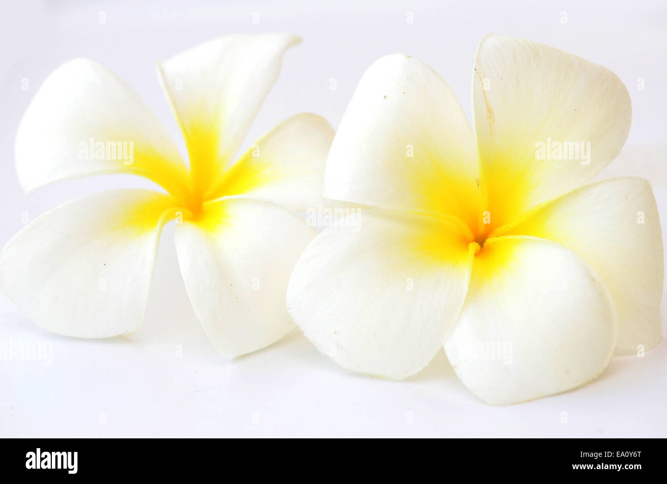 Two frangipani hi-res stock photography and images - Alamy