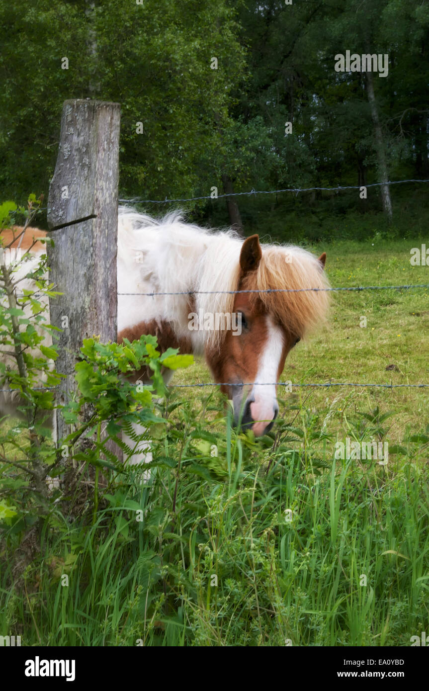 Ponies on a summer meadow Stock Photo - Alamy