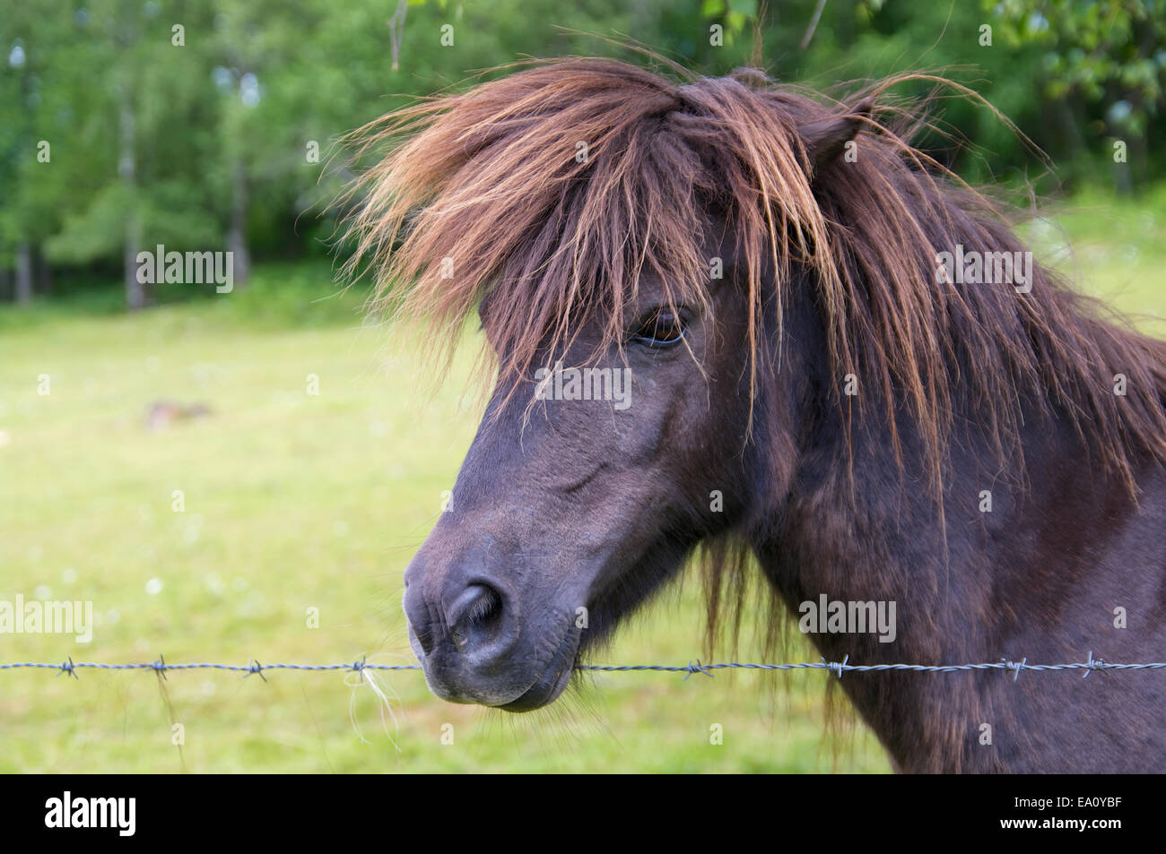 Ponies on a summer meadow Stock Photo - Alamy