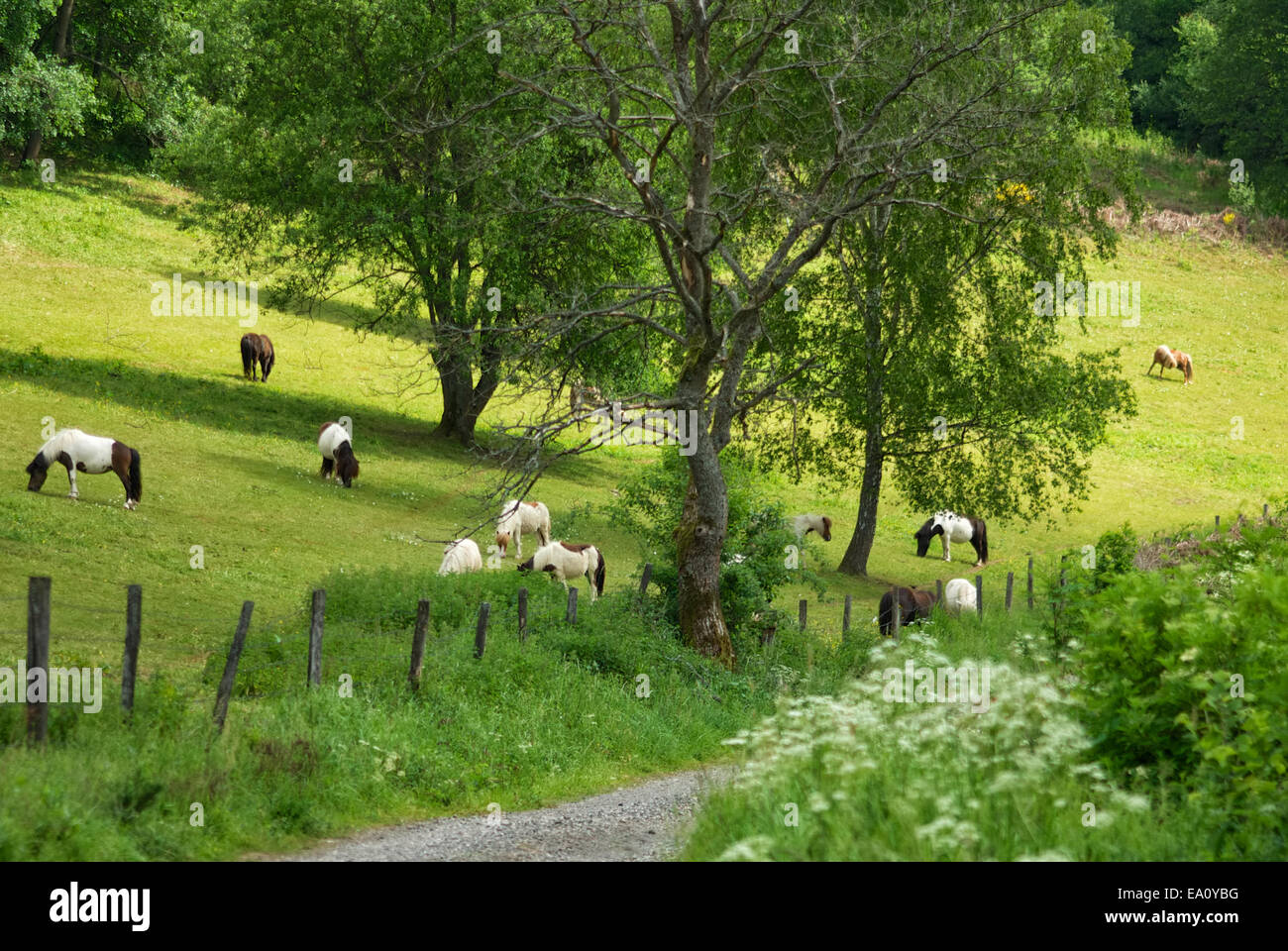 Ponies on a summer meadow Stock Photo - Alamy