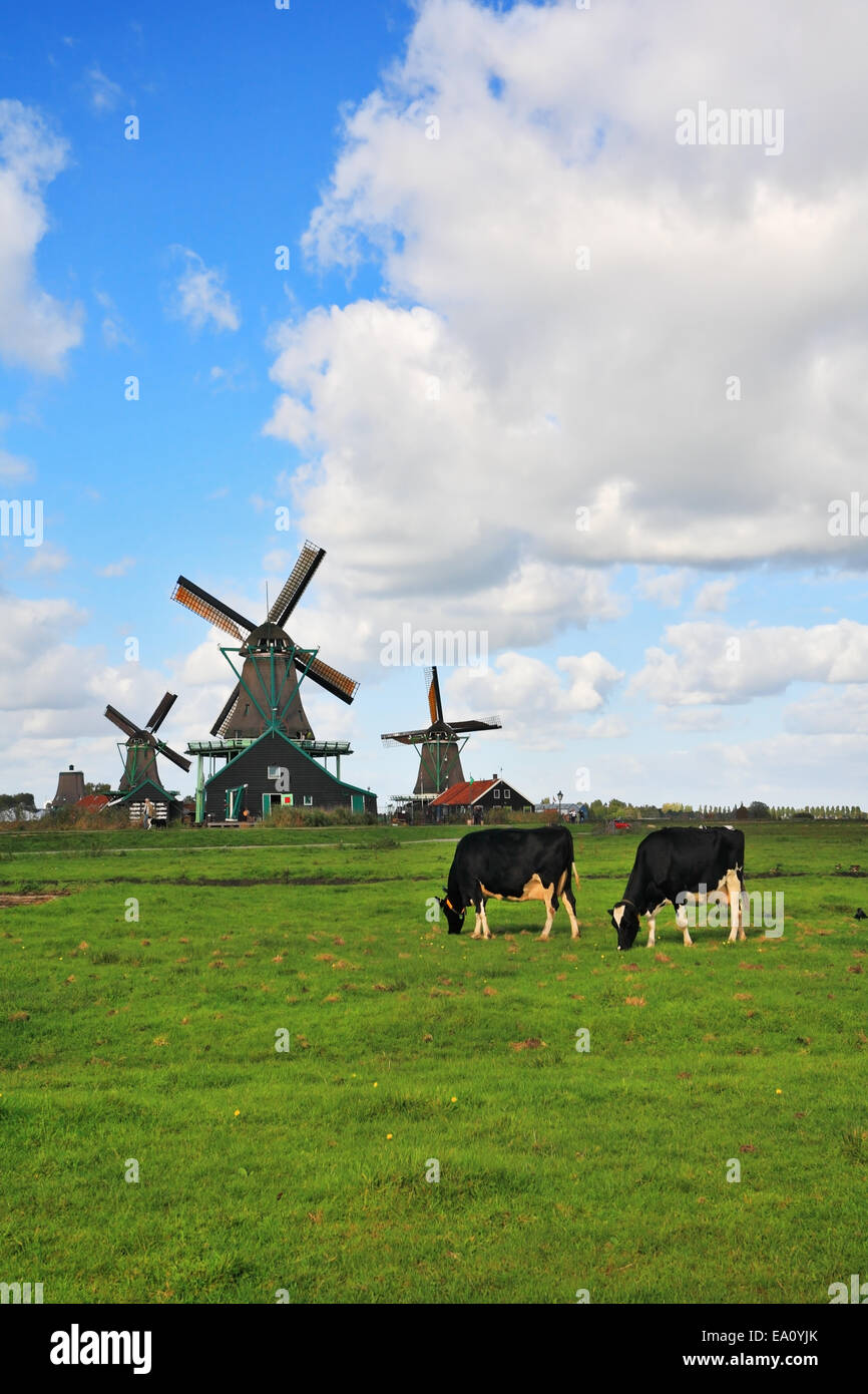 The field with windmills and cow Stock Photo - Alamy