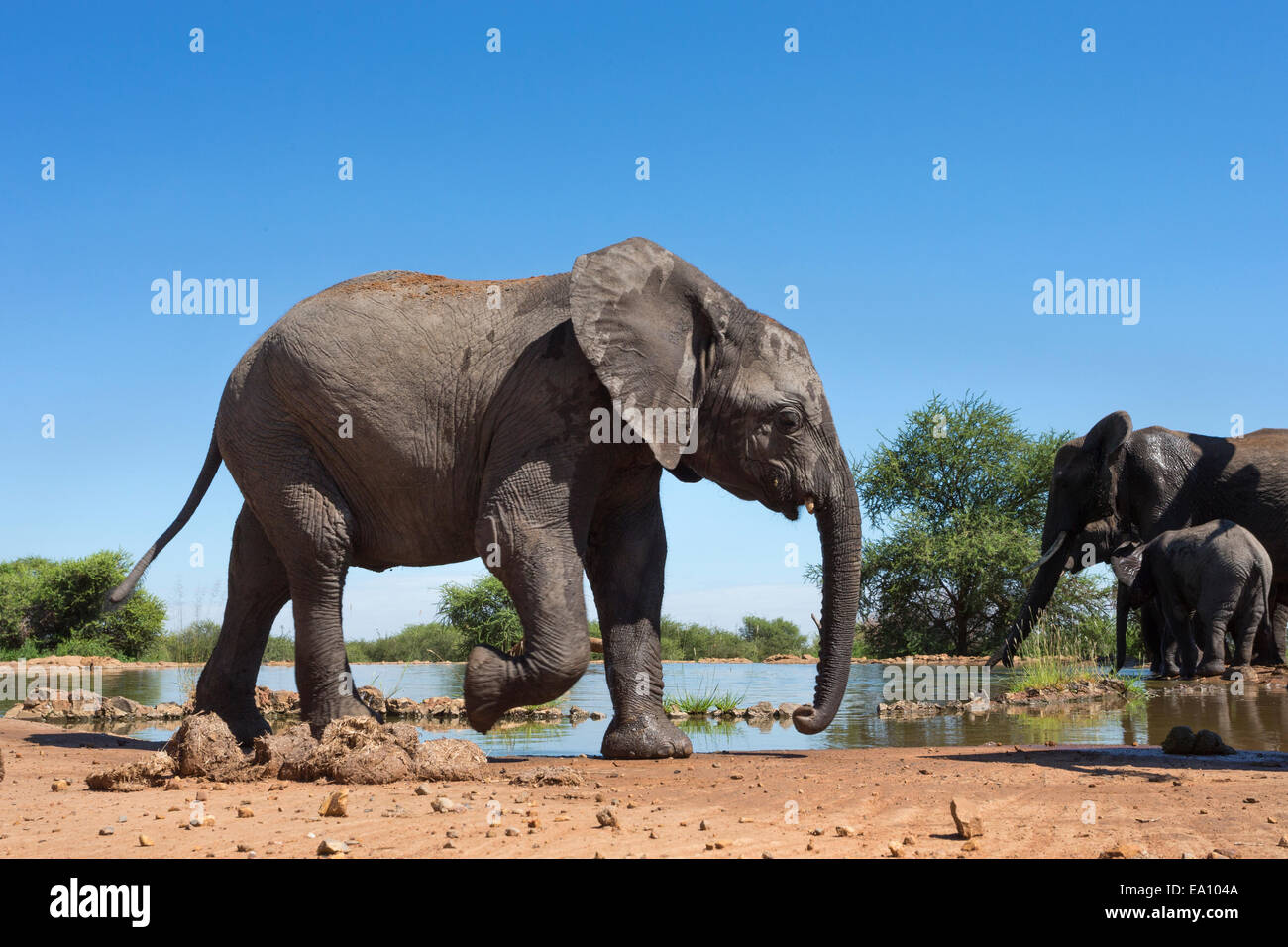 North african elephant hi-res stock photography and images - Alamy