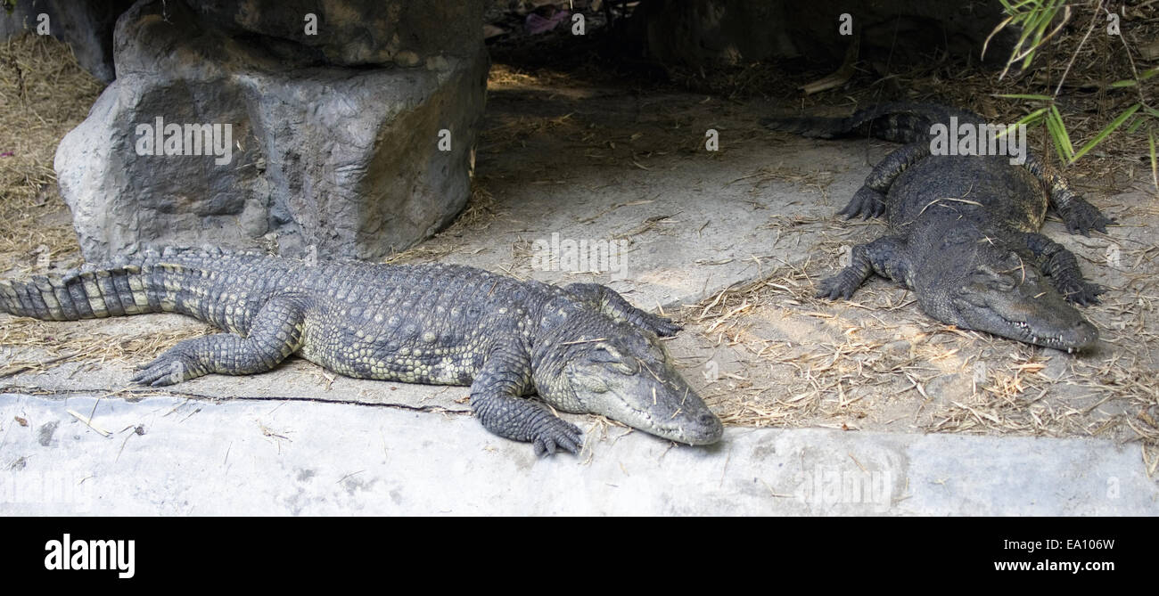 Big crocodiles hi-res stock photography and images - Alamy