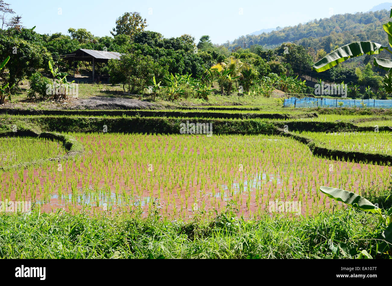 Wide rice field hi-res stock photography and images - Alamy