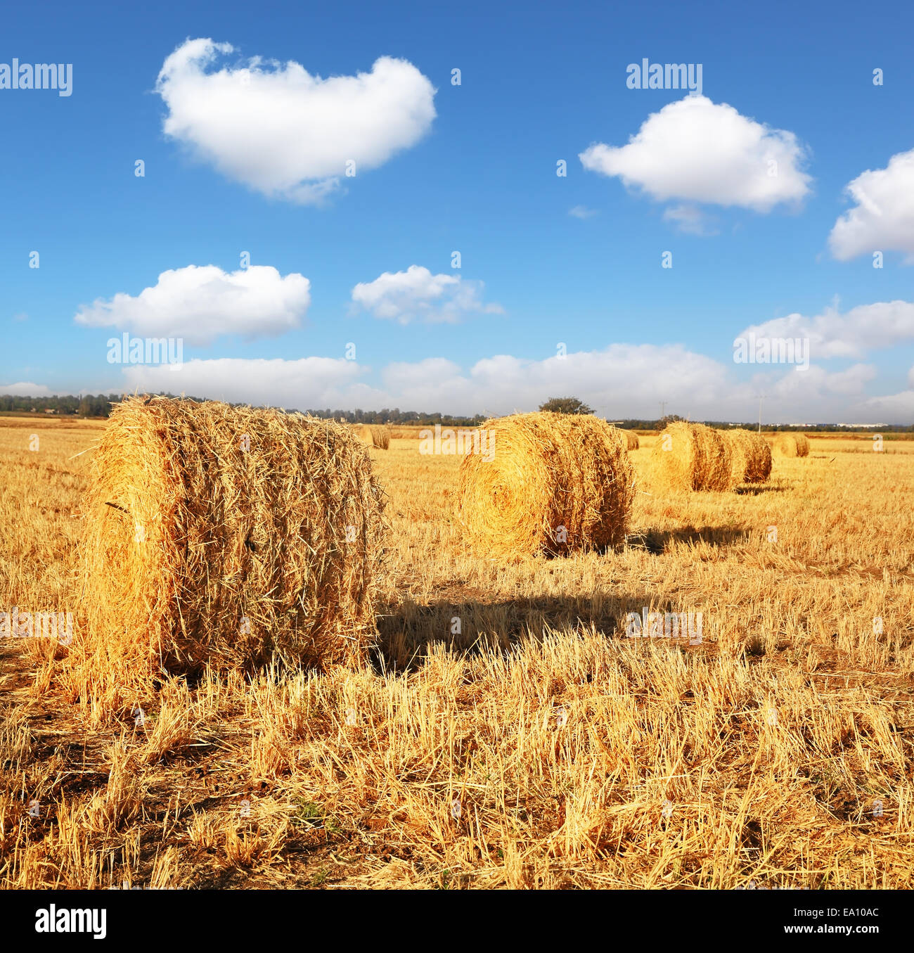 Agriculture field after harvesting hi-res stock photography and images ...