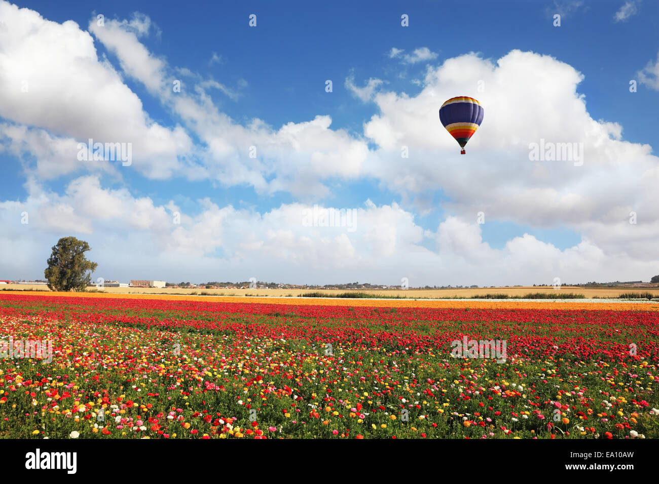 A lot of lovely blooming flowers Stock Photo - Alamy