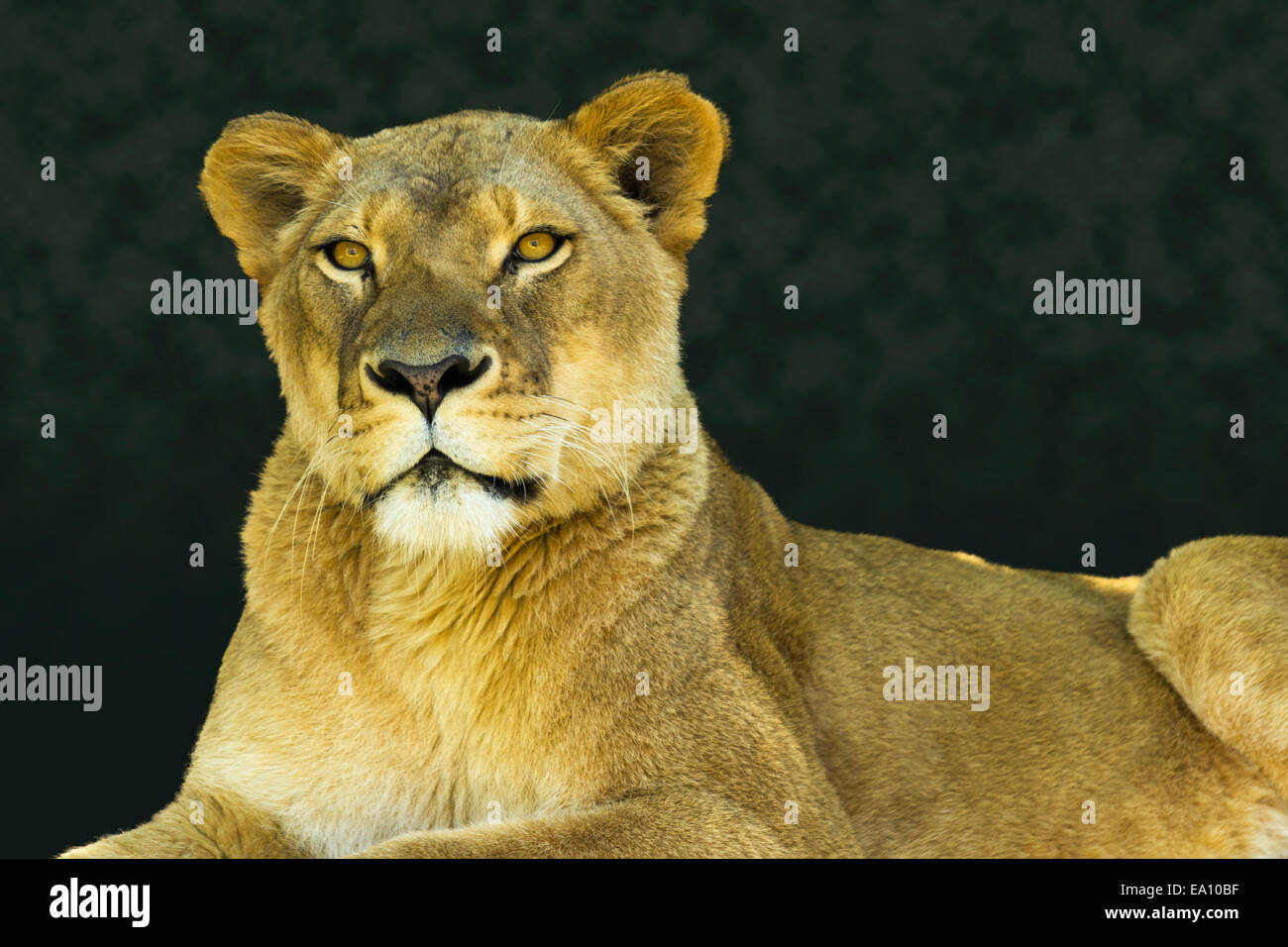 Female lion hi-res stock photography and images - Alamy