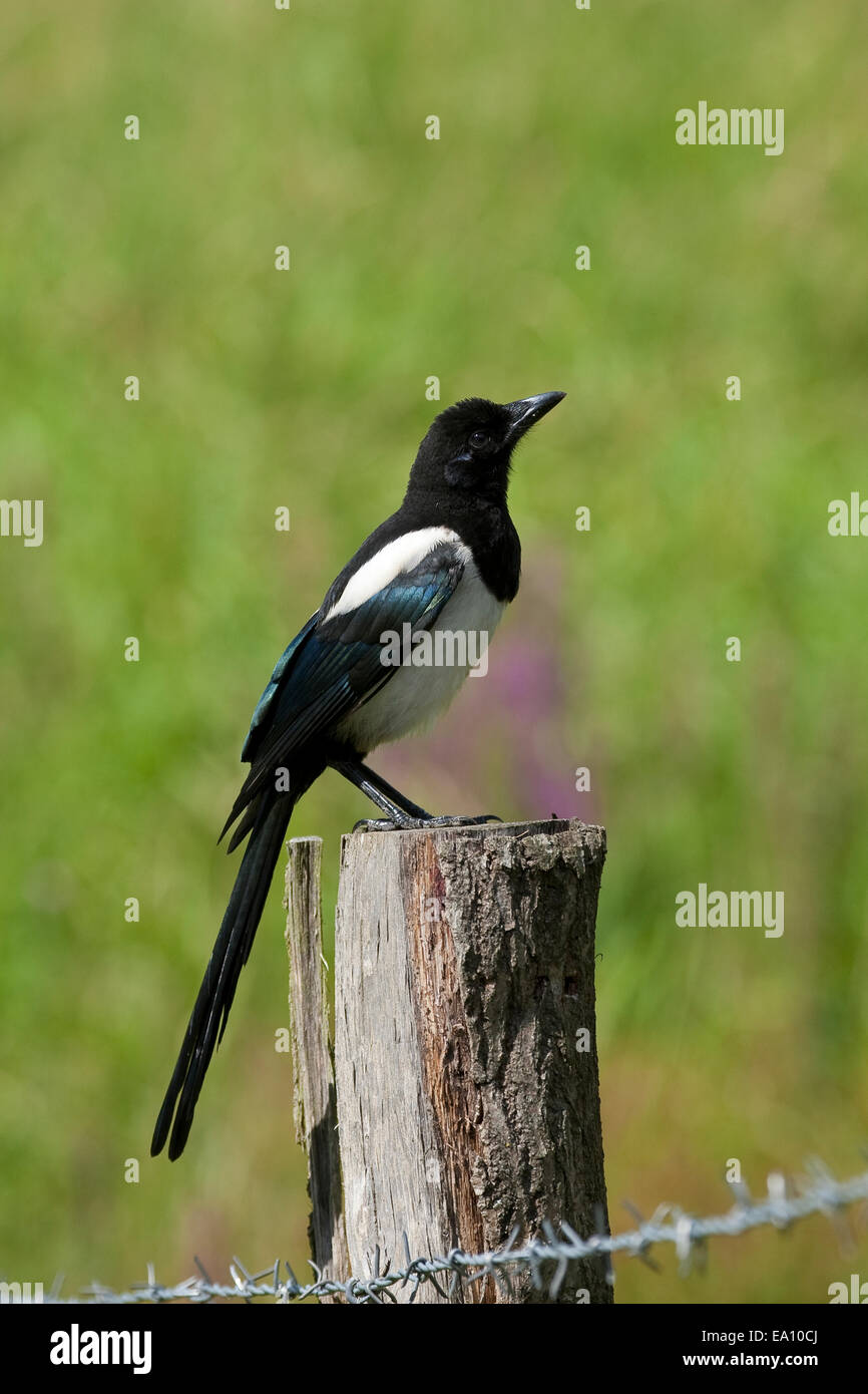 Magpie, Elster, Pica pica, Pie bavarde Stock Photo - Alamy