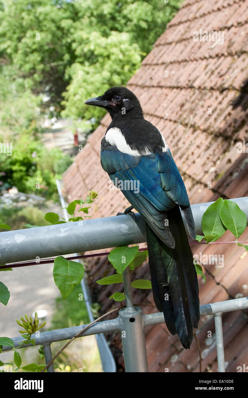 Magpie, Elster, Pica pica, Pie bavarde Stock Photo - Alamy