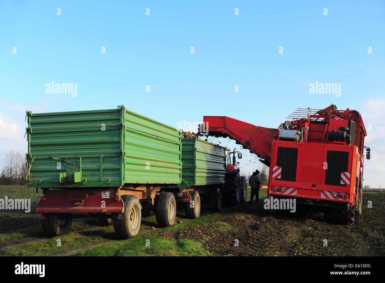 Tractor harvester during harvesting of beets Stock Photo - Alamy