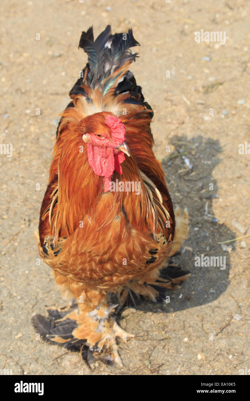 Brahma rooster hi-res stock photography and images - Alamy