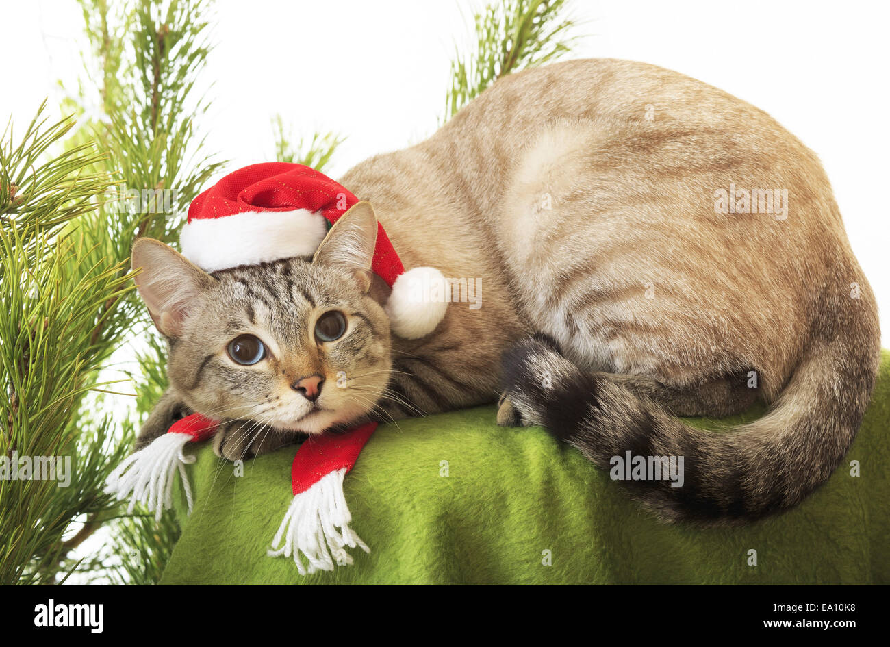 Cat santa suit hi-res stock photography and images - Alamy