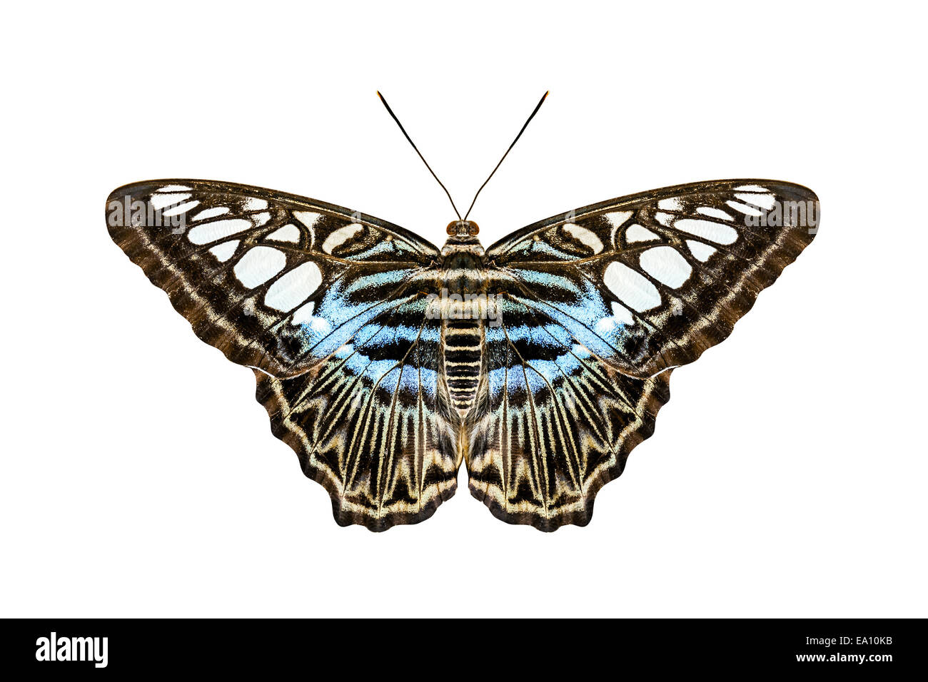 Striped tiger butterfly hi-res stock photography and images - Alamy