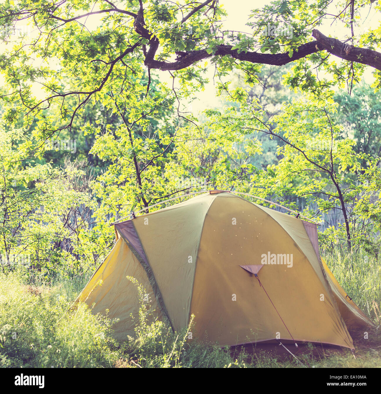Tent in forest Stock Photo - Alamy
