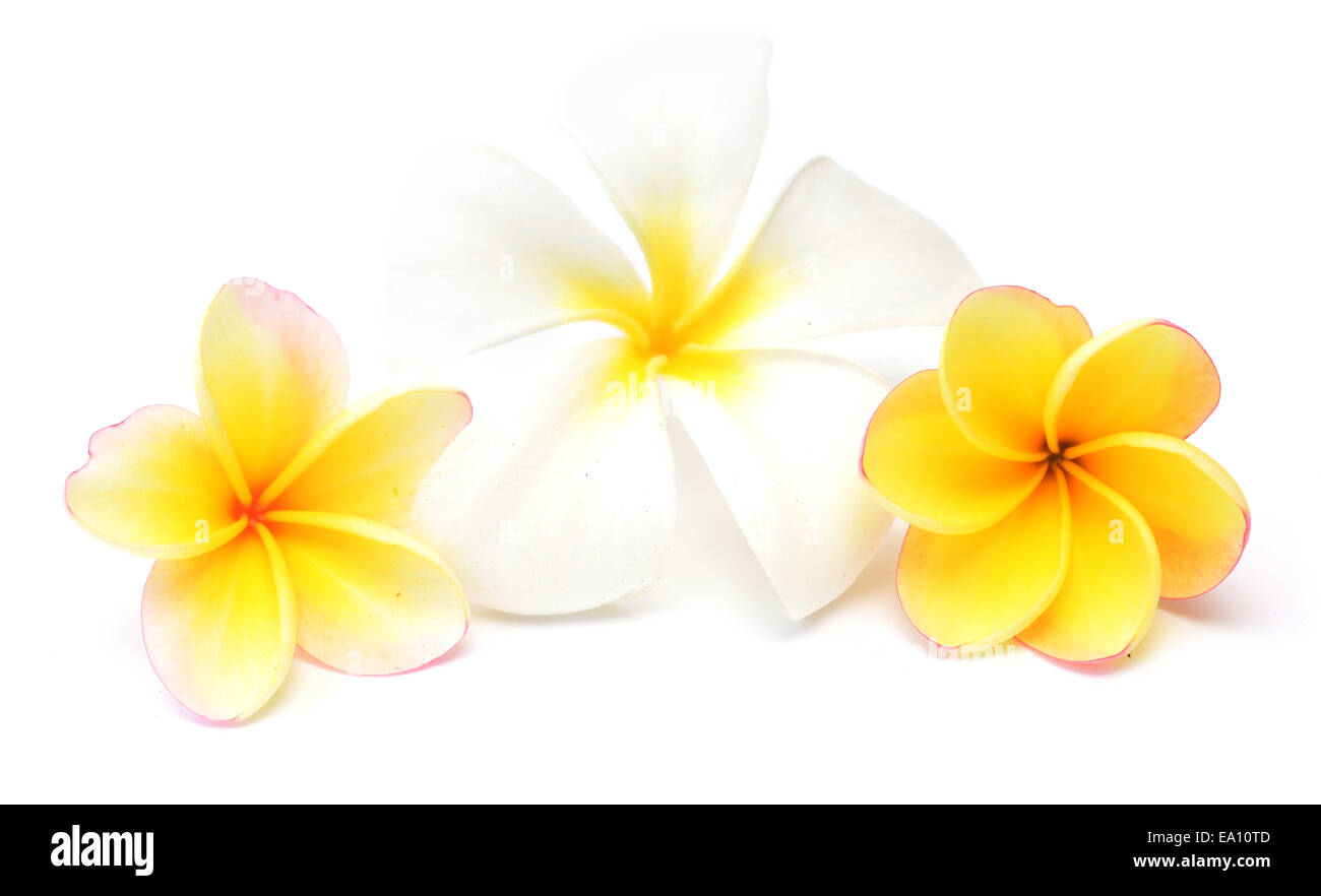 Frangipani plant Cut Out Stock Images & Pictures - Alamy