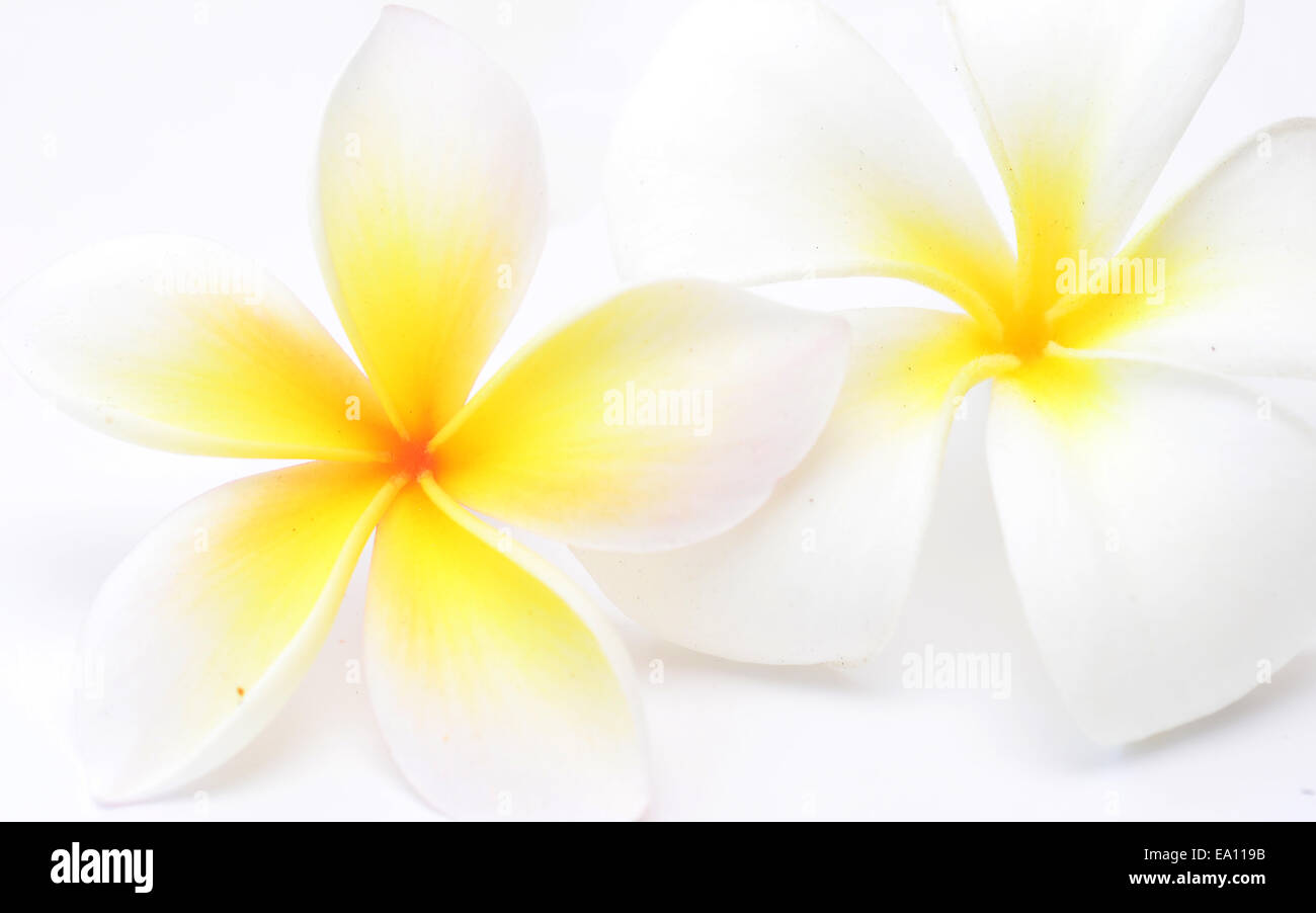 Frangipani arrangement hi-res stock photography and images - Alamy