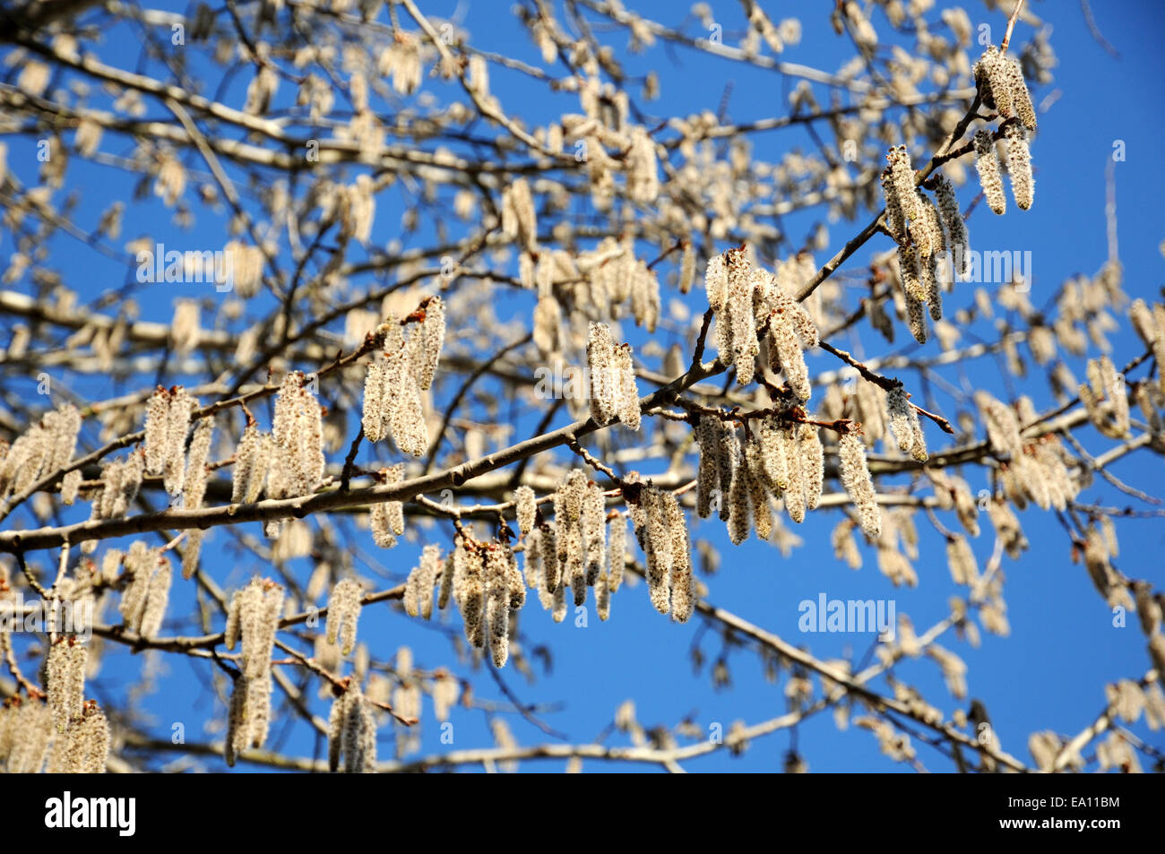 Aspen baum blatt hi-res stock photography and images - Alamy