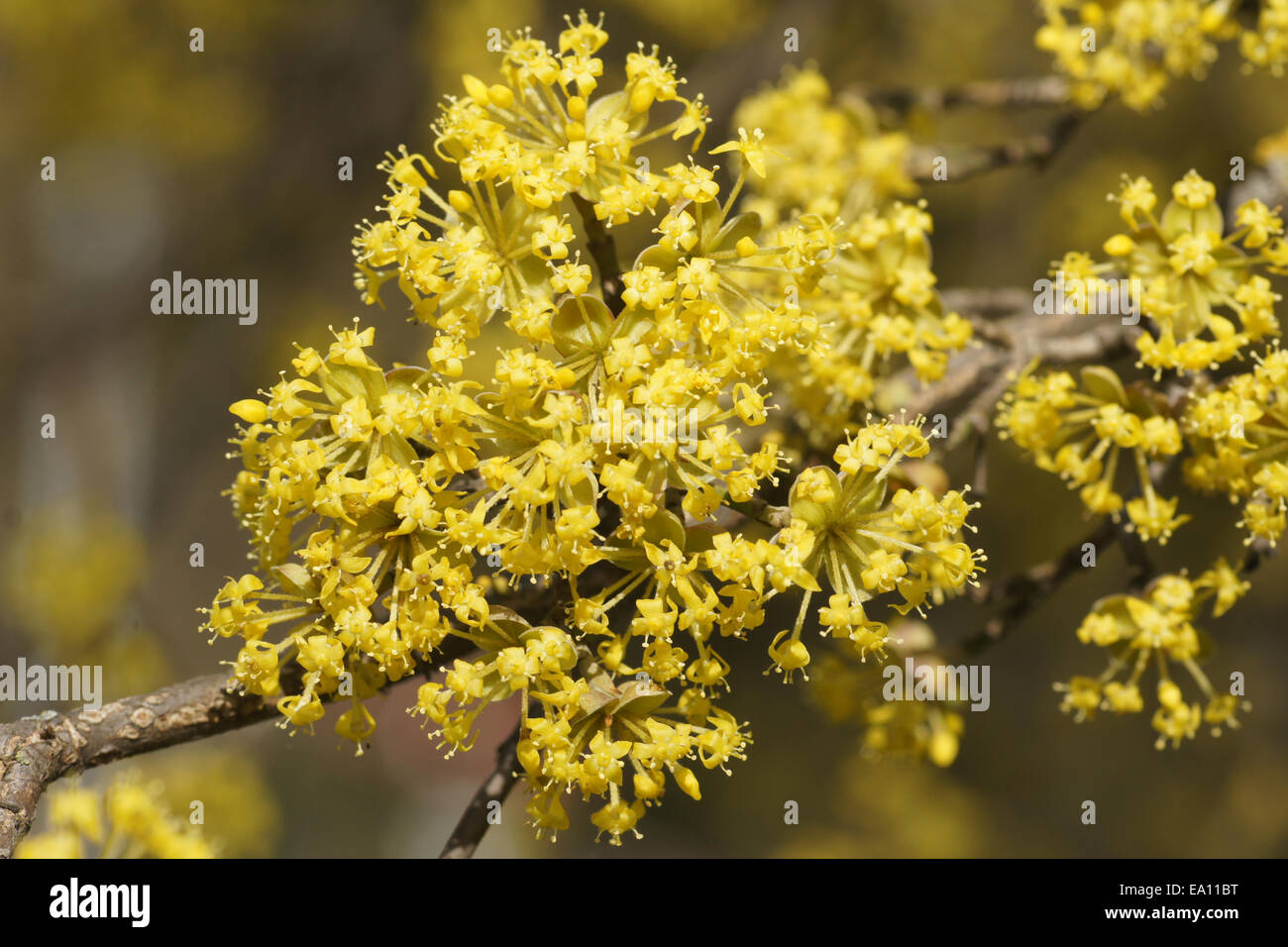 Kornelkirschen hi-res stock photography and images - Alamy