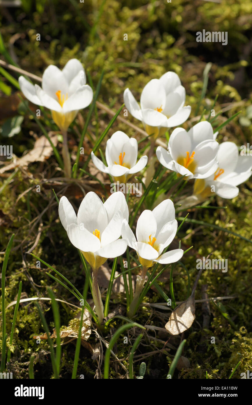 Weisser krokus hi-res stock photography and images - Alamy