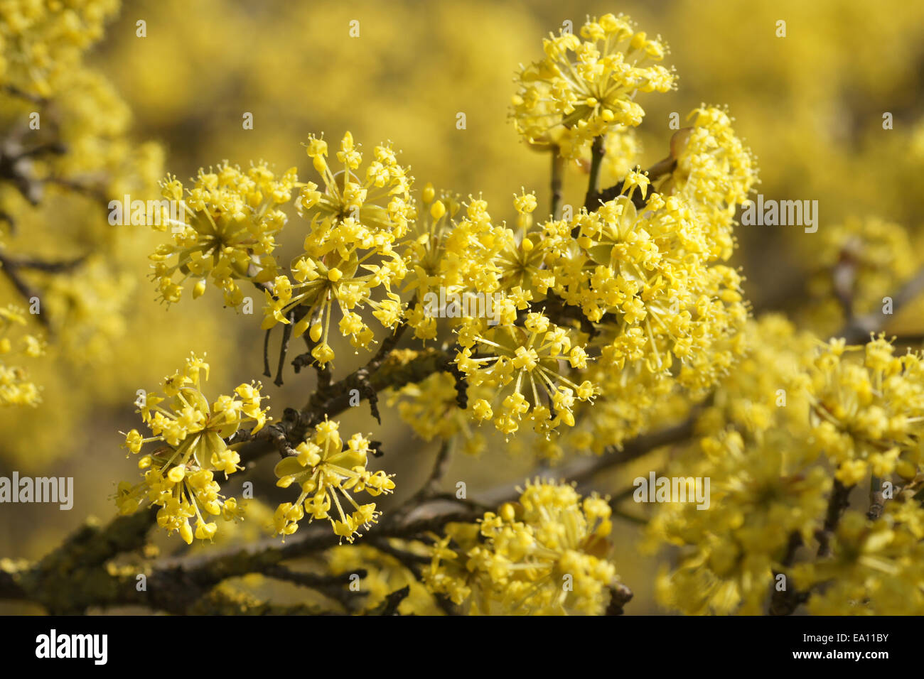 Kornelkirschen hi-res stock photography and images - Alamy