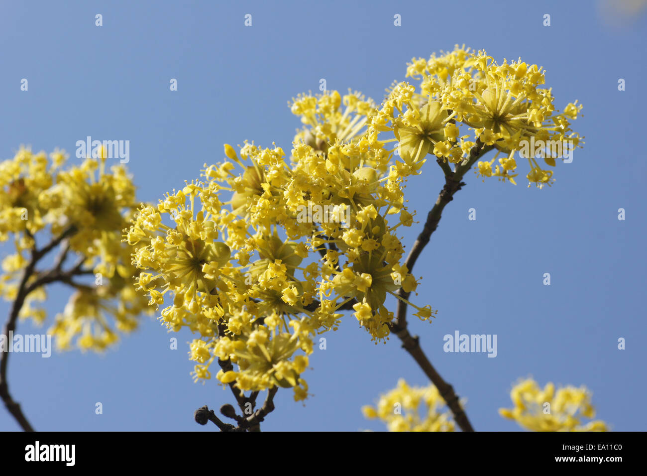 Pflanze e garten hi-res stock photography and images - Alamy