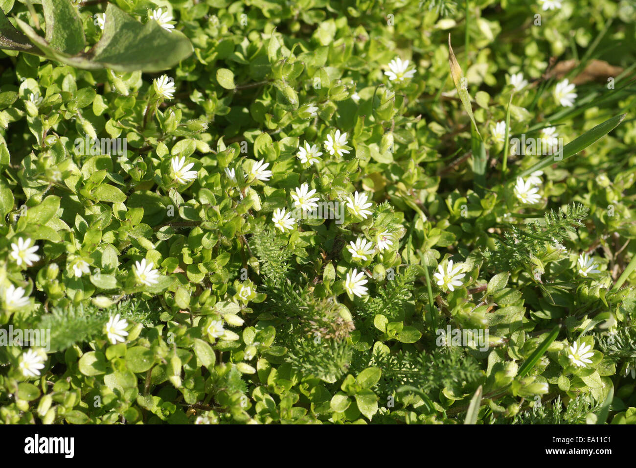 Chickenword hi-res stock photography and images - Alamy