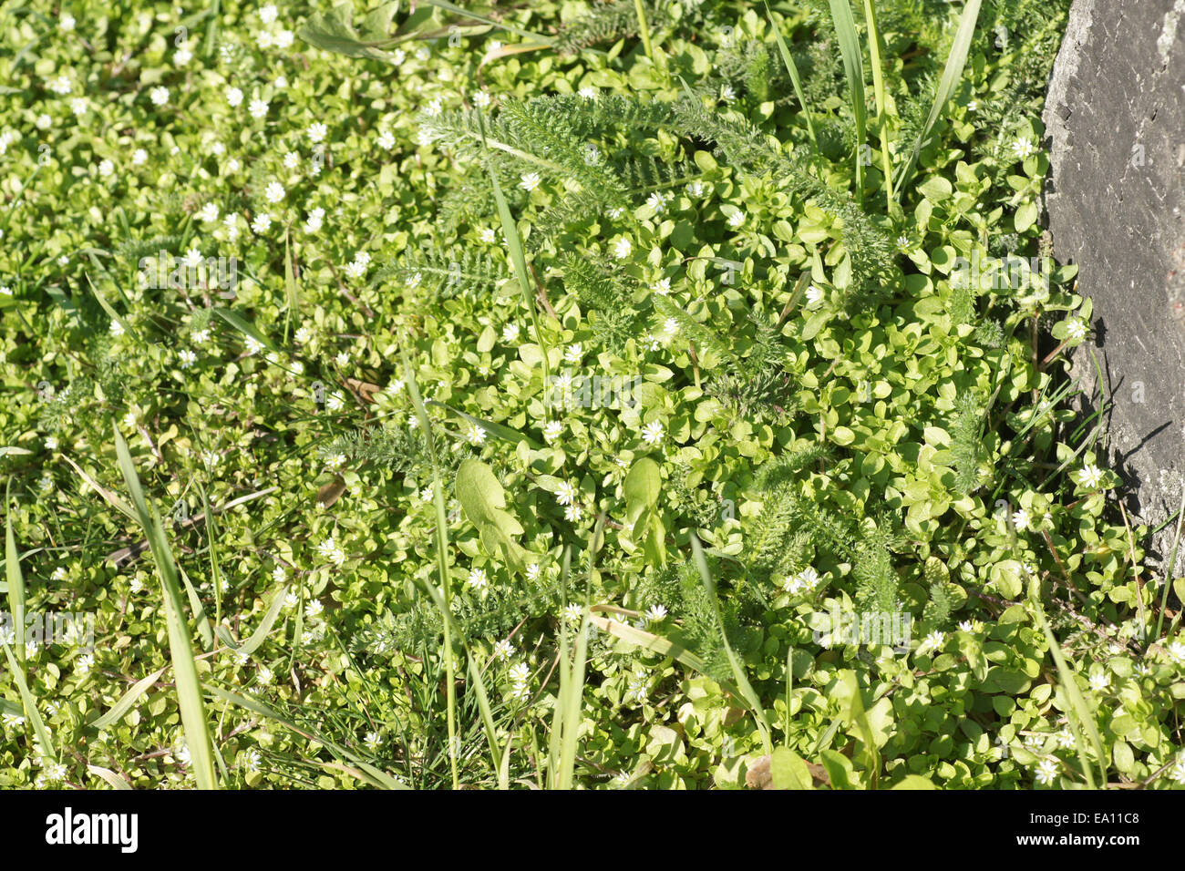 Chicken weed hi-res stock photography and images - Alamy