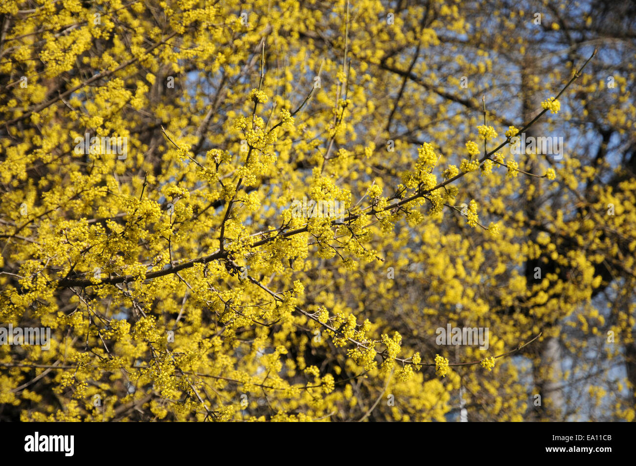 Kornelkirschen flowers hi-res stock photography and images - Alamy