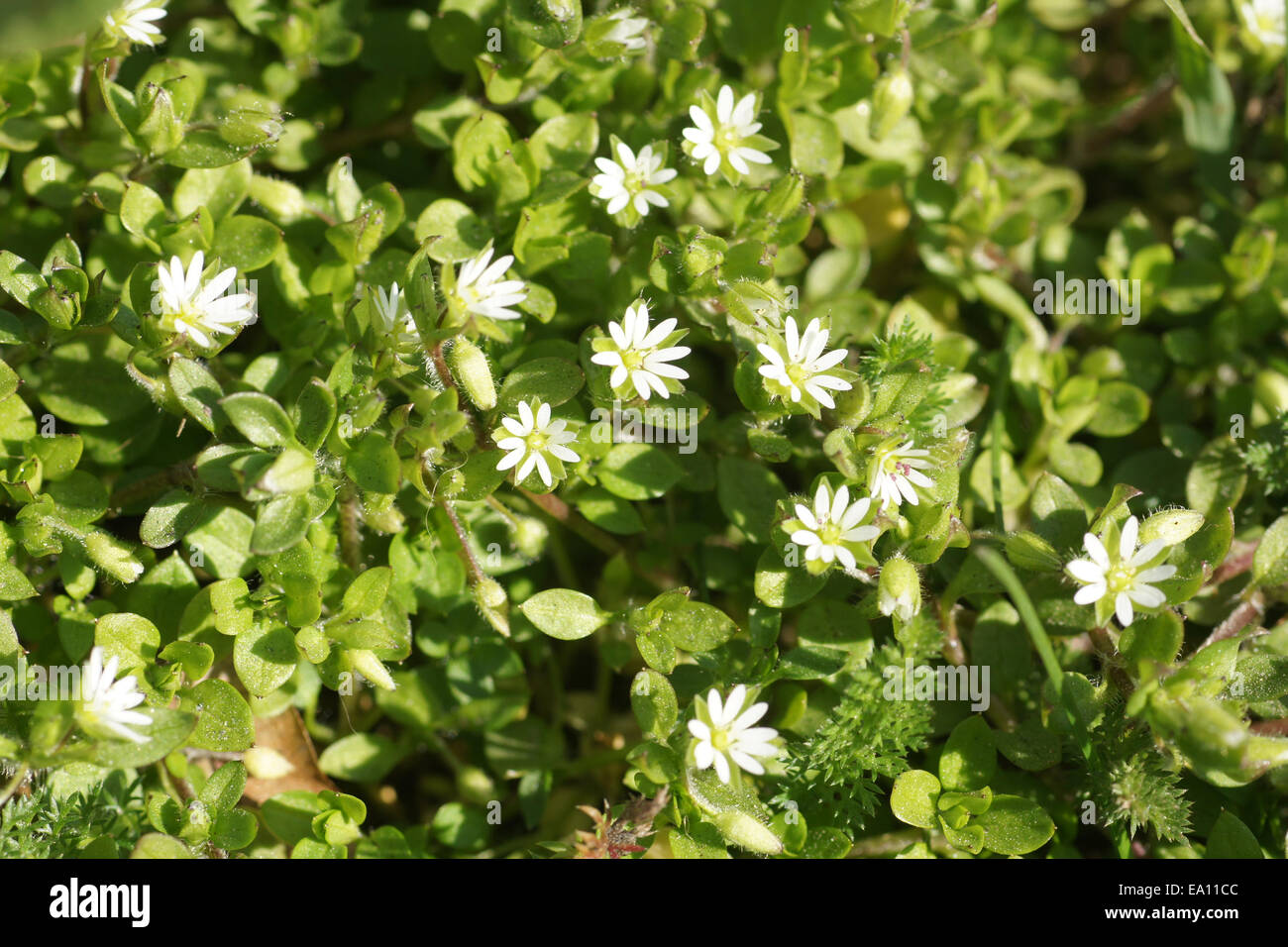 Chickenword High Resolution Stock Photography and Images - Alamy