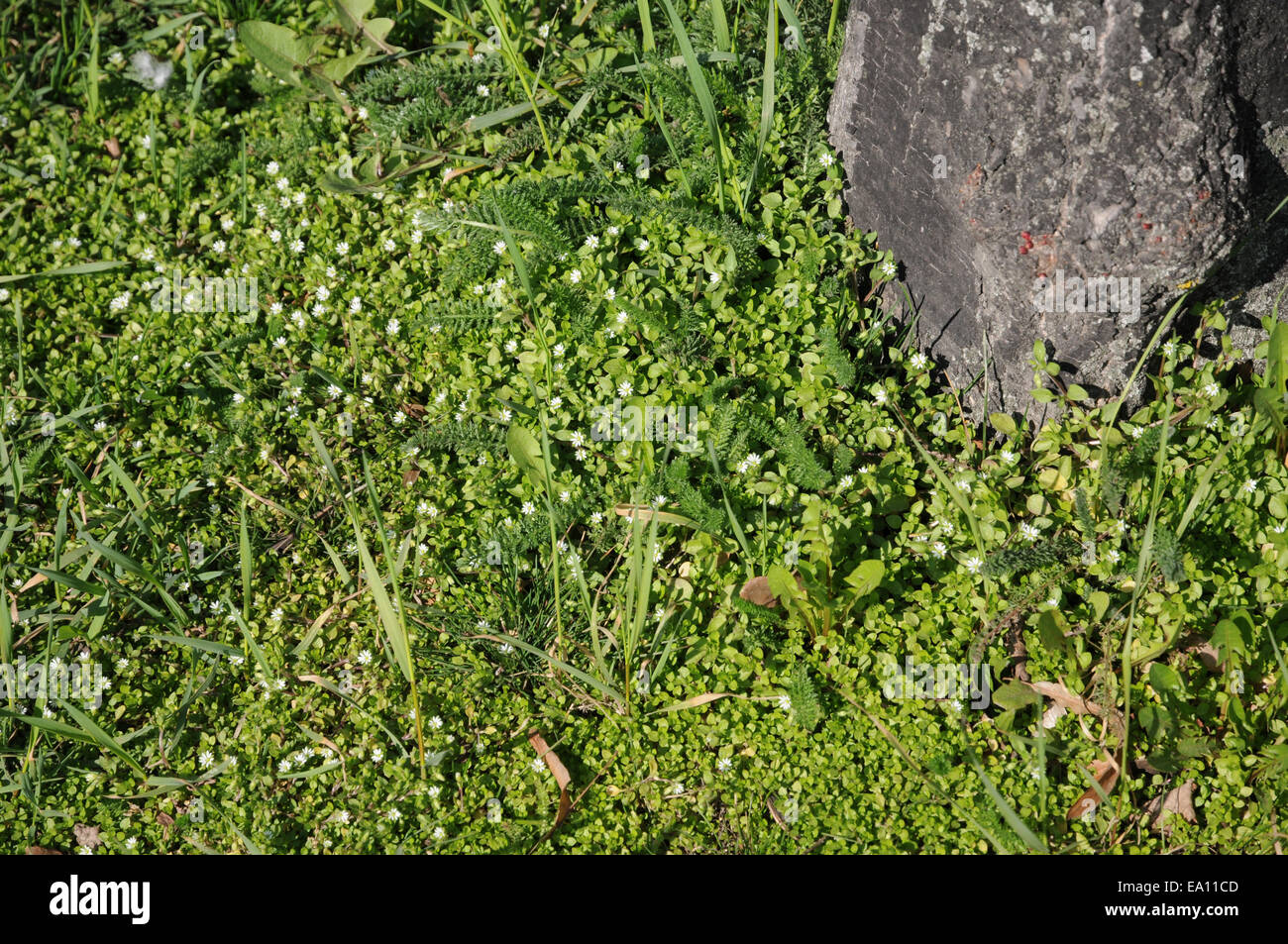 Chickenword High Resolution Stock Photography and Images - Alamy