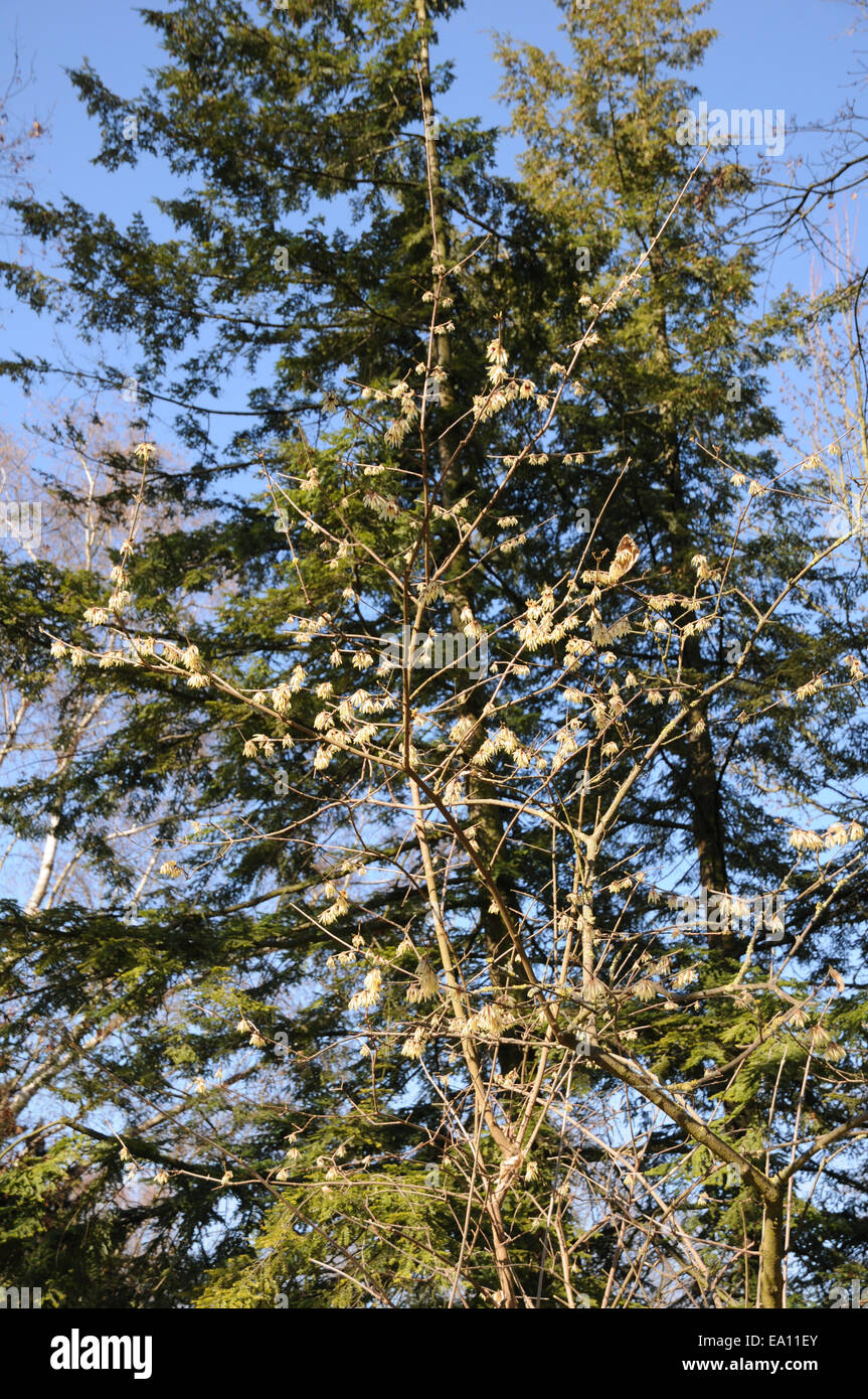 Wintersweet hi-res stock photography and images - Alamy