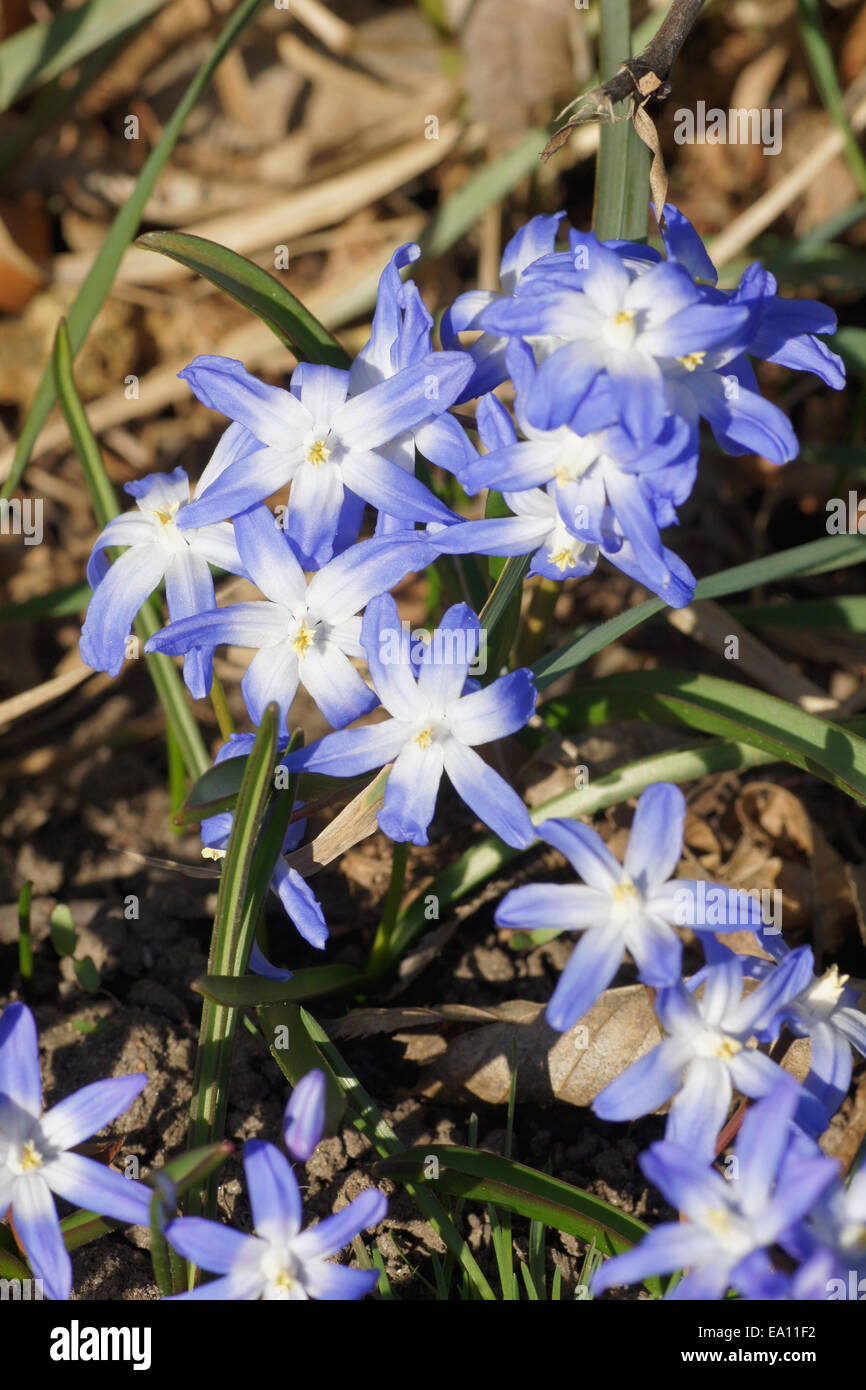 Alpine squill hi-res stock photography and images - Alamy