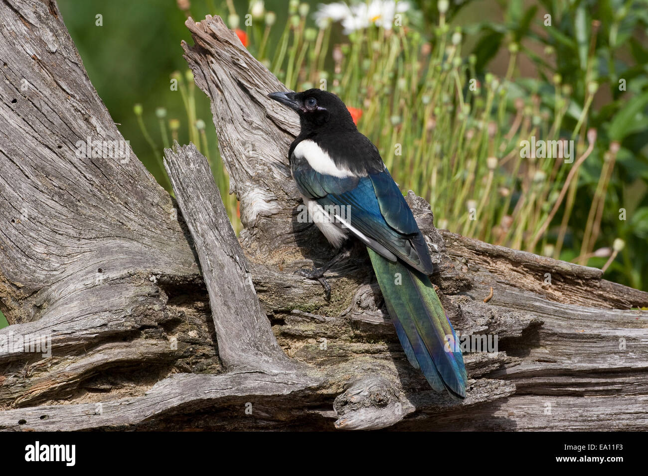 Magpie, Elster, Pica pica, Pie bavarde Stock Photo - Alamy