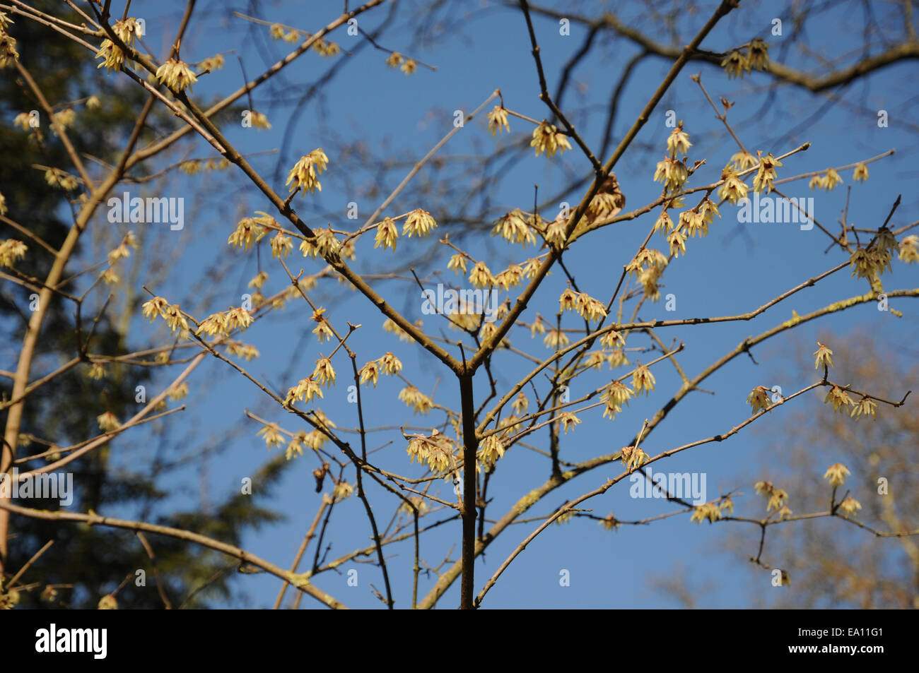 Wintersweet shrub hi-res stock photography and images - Alamy