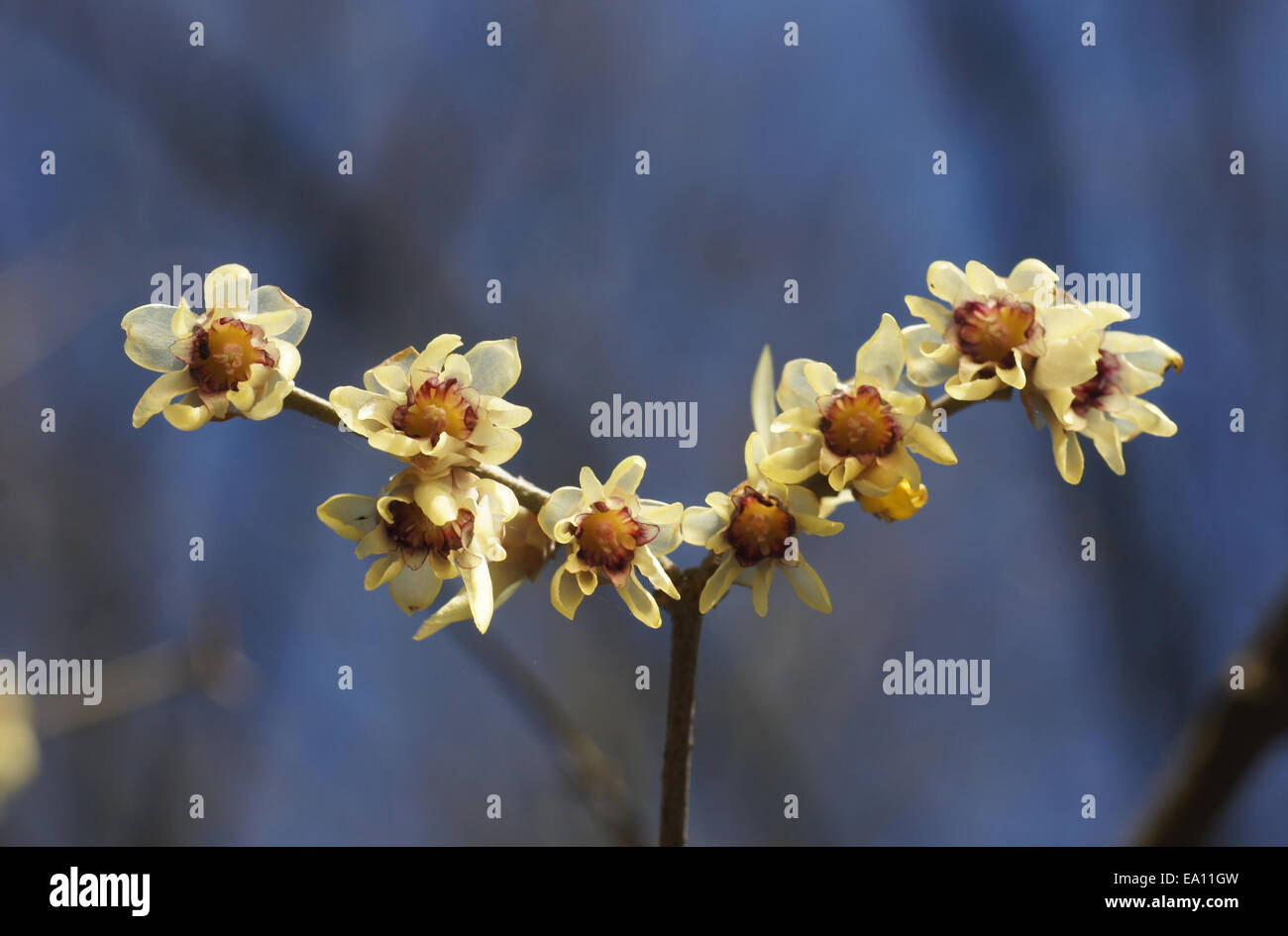 Wintersweet Shrub High Resolution Stock Photography and Images - Alamy