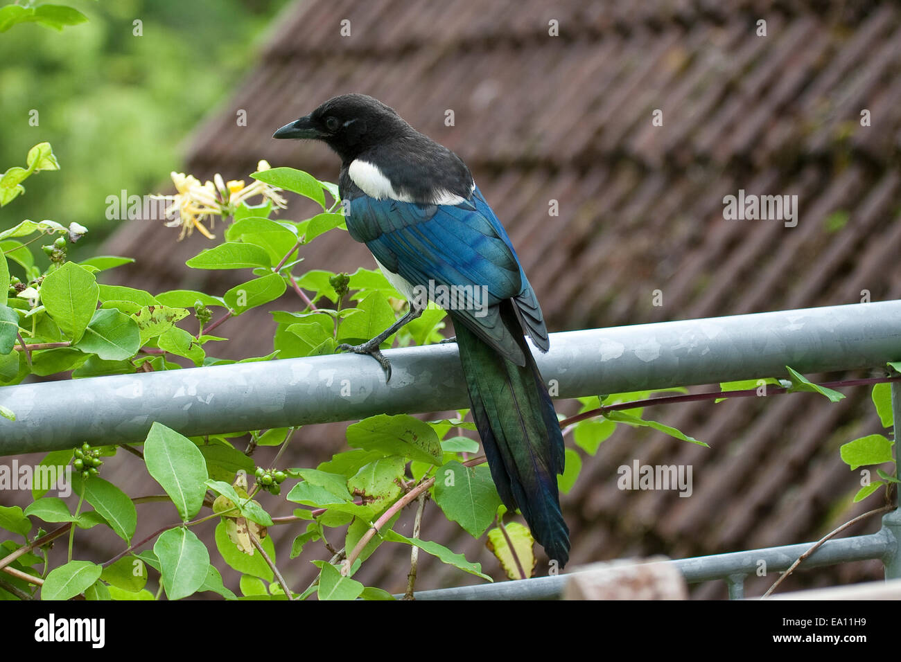 Magpie, Elster, Pica pica, Pie bavarde Stock Photo - Alamy